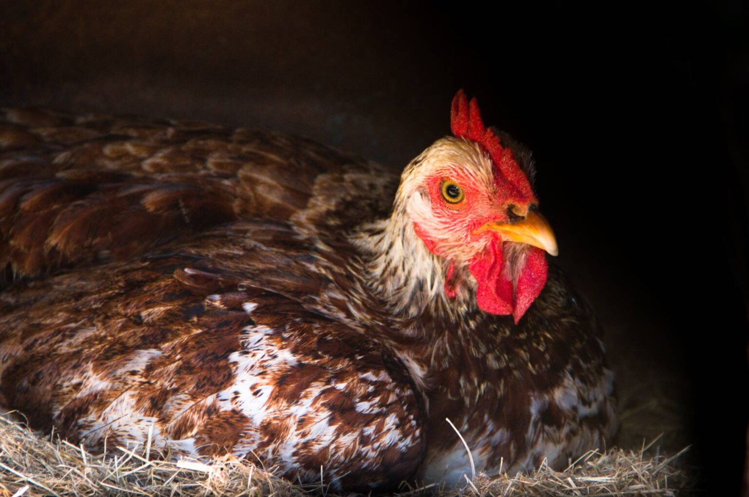 The Endocrine System of a Chicken - Backyard Poultry